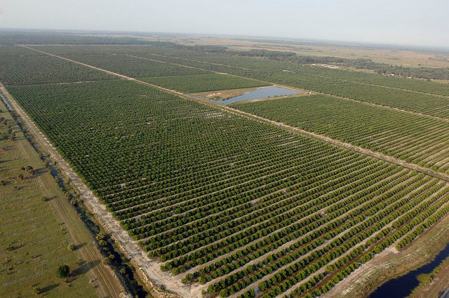 The Death of the Orange Tree: How Monoculture Blinded Us to Life