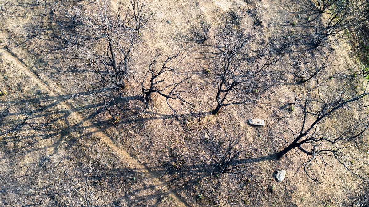 ASH AND RETURN - by Margi Prideaux, PhD - Radically Local