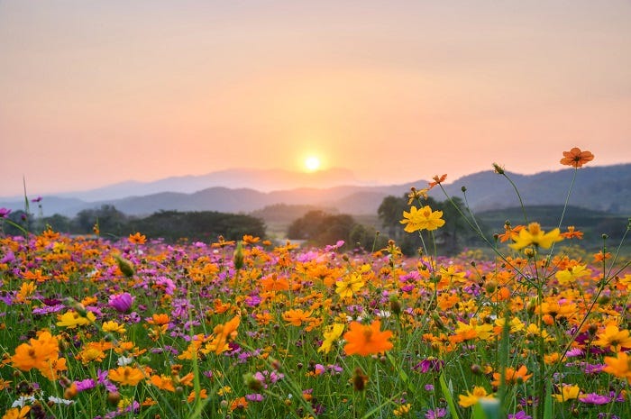 80 Spring Jokes Designed to Fill the Season with Laughter and Sunshine