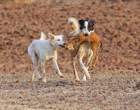 The growing environmental trouble with free-roaming dogs