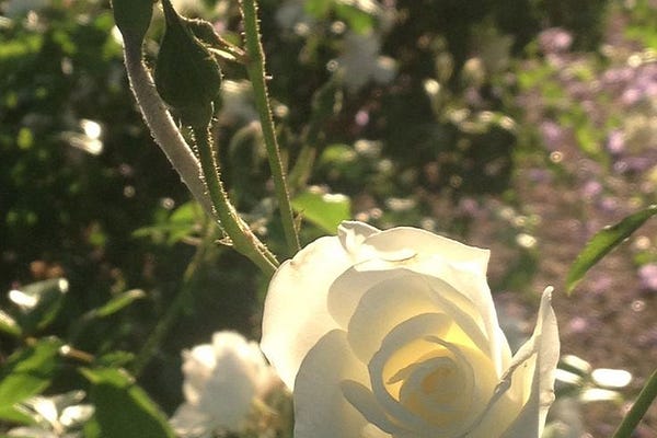 Steve Emig: The White Bear's Substack | Substack