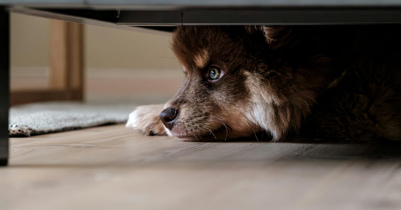 The Animal Perspective | Daphne Ang | Substack