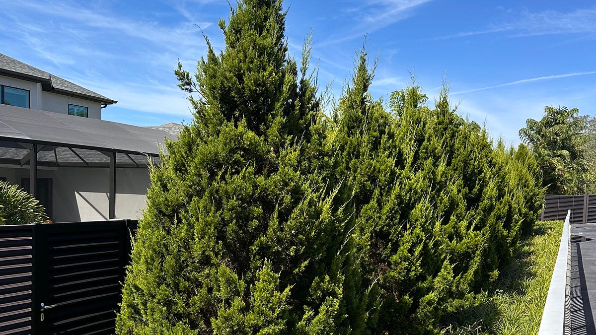 Brodie Juniper vs. Blue Point Juniper