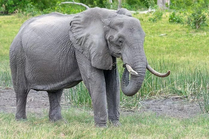 60 Elephant Jokes That Are a Ton of Laughs