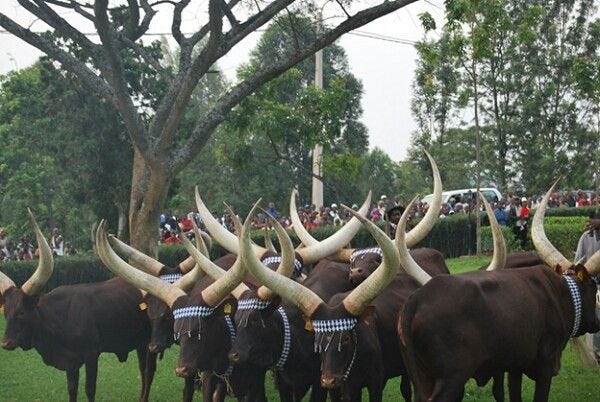 The Majestic Inyambo Cows: A Timeless Symbol of Rwandan Heritage