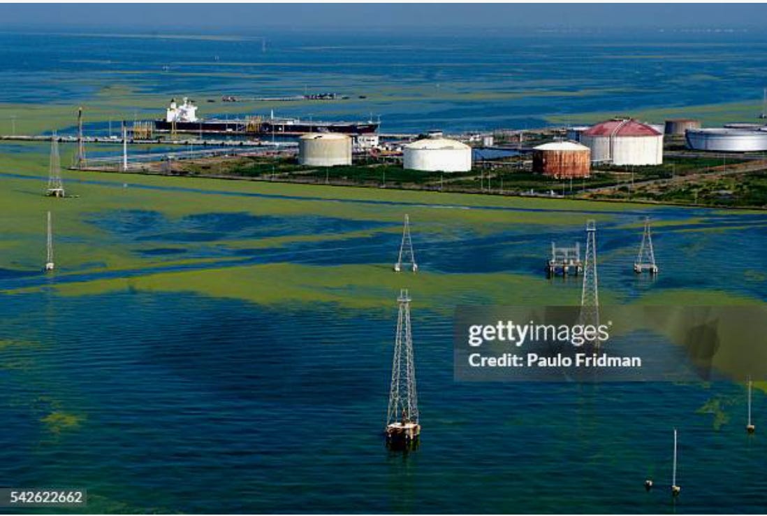 The World is Changing Rapidly - Honeybee’s Substack