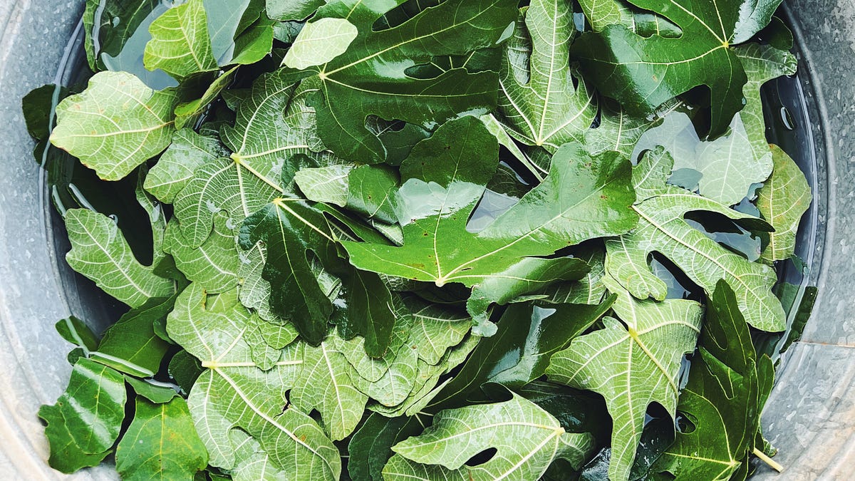 figs leaves