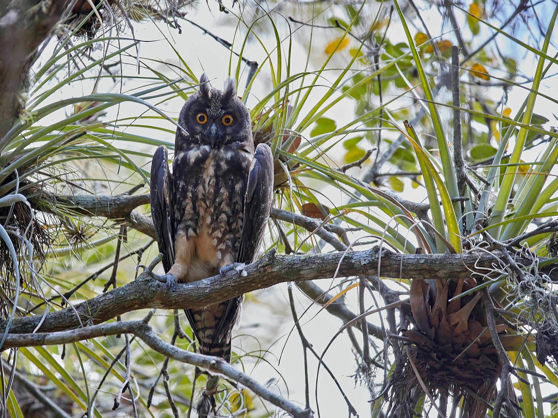 The Stygian Owl - by Martini Glambassador