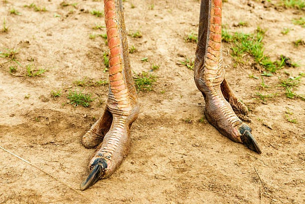 Did you know that ostriches are the only bird with 2 toes on each foot?