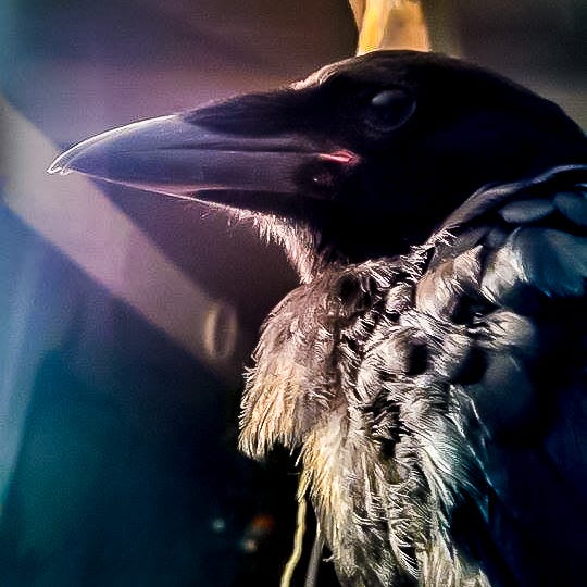 Twisted Crow Update - 15th Sept. 2025 - by Erik Yount
