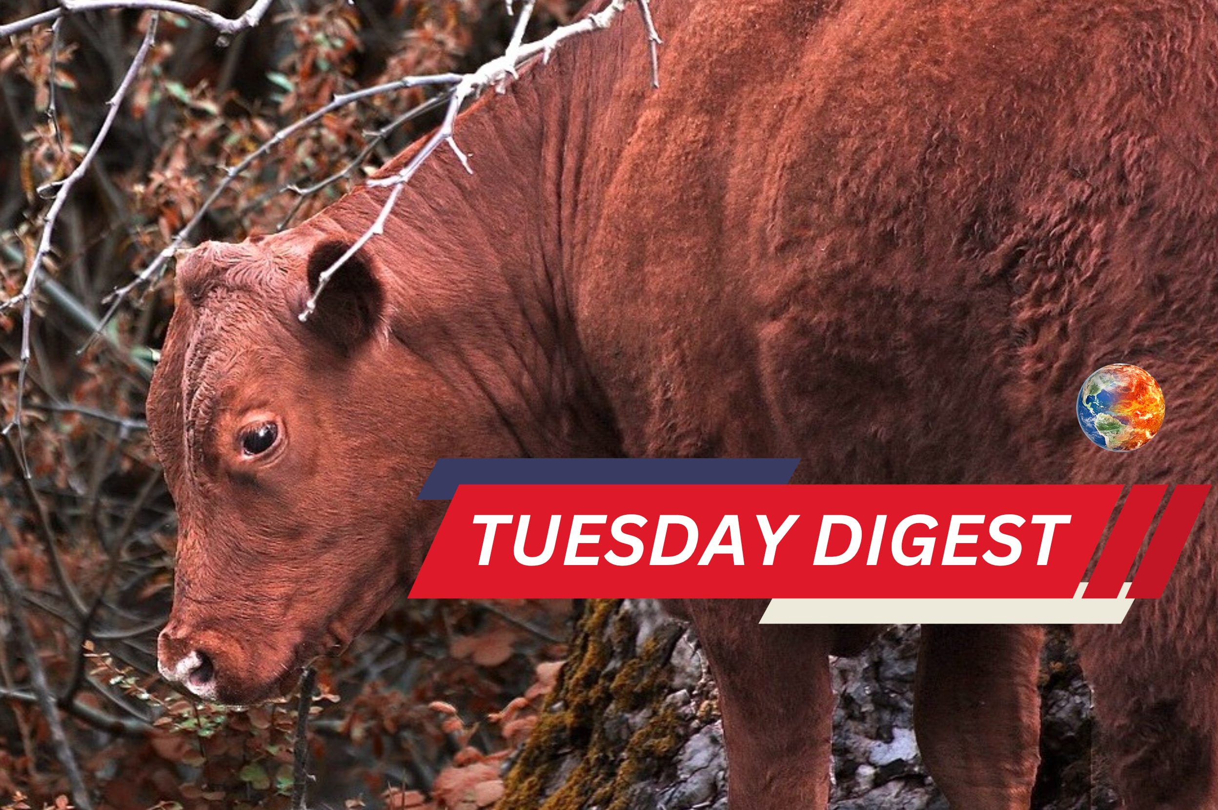 Major Red Heifer Update + Other Headlines - by Jimmy Evans