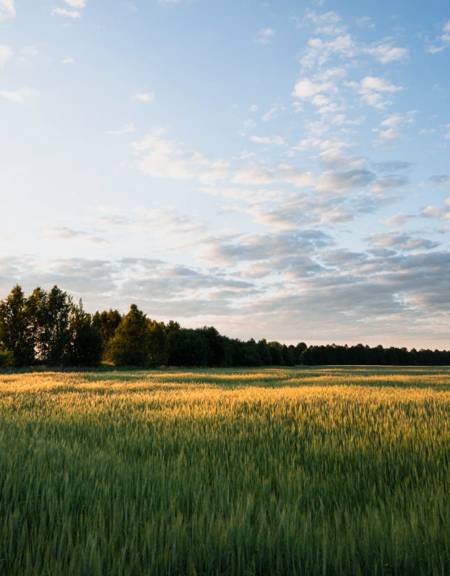 Ever Noticed Field-Dependent Learning? - by Nelson Miller
