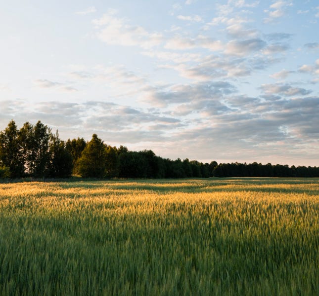 Ever Noticed Field-Dependent Learning? - by Nelson Miller