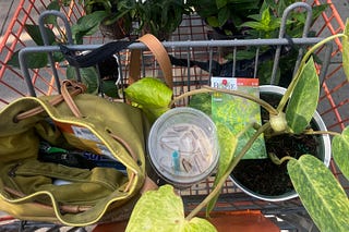 Juliebeans | Julie Beans | Substack