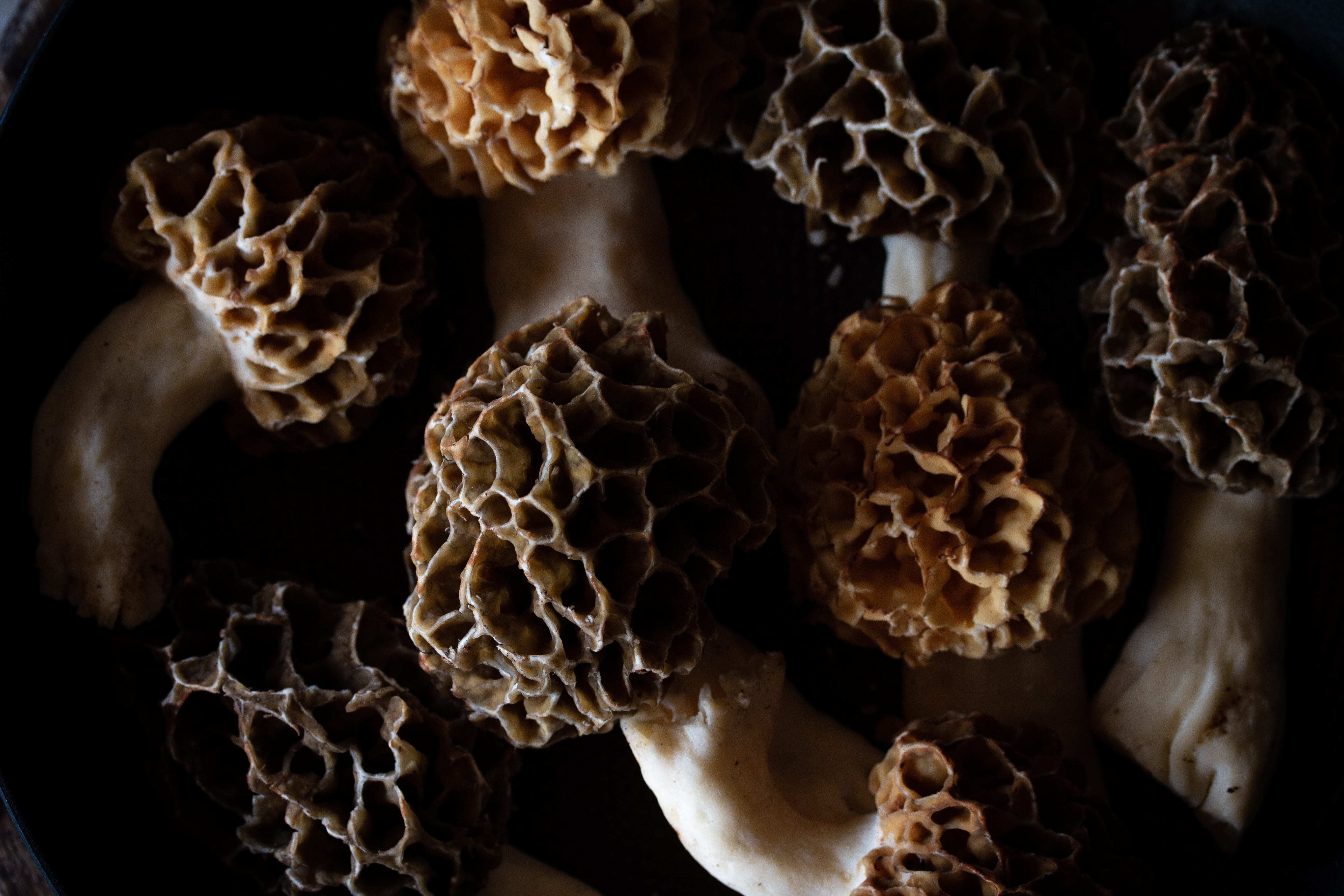 MORCHELLA, THE TRUE MORELS - by Everyday Kitchen Magic