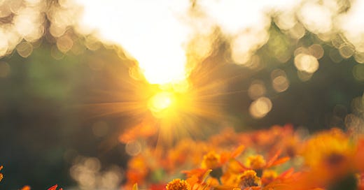 Dear Belle | Substack