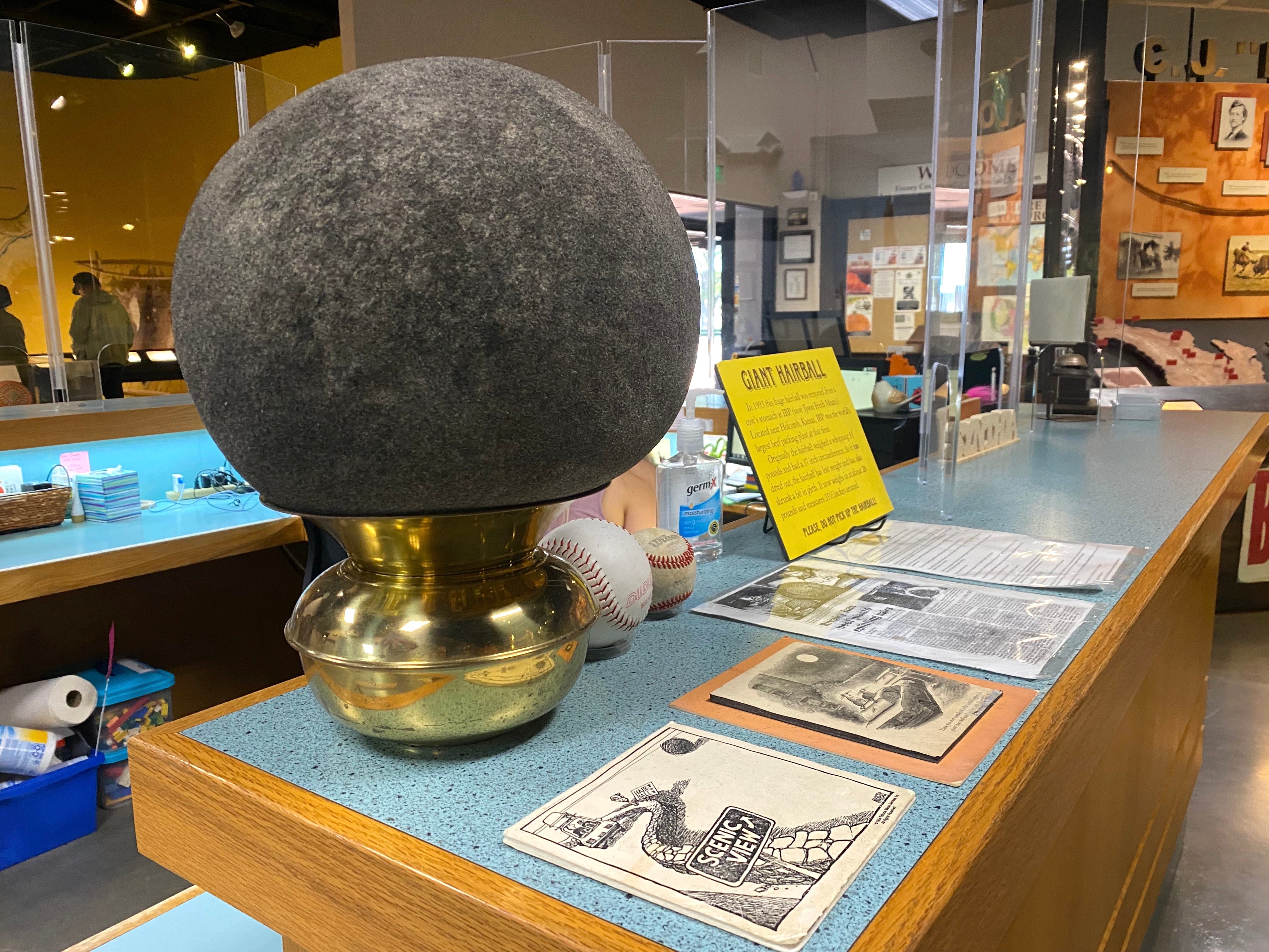 World's Largest Hairball Found in a Cow's Stomach | Garden City, KS