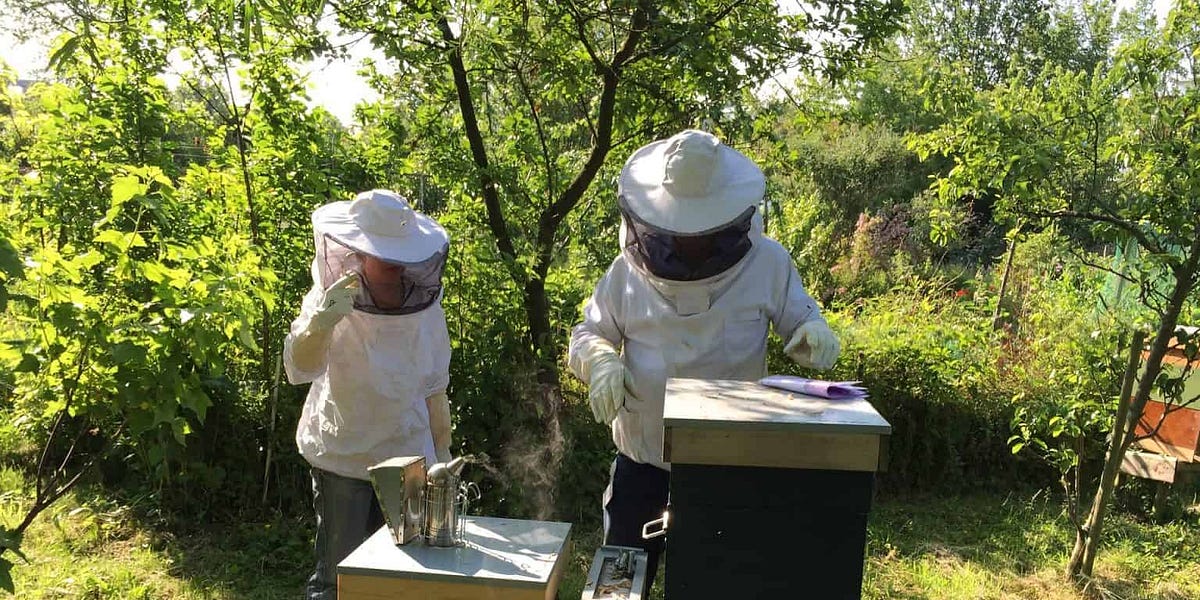Beekeeper Stories: Lessons learned and real-life experiences in backyard beekeeping