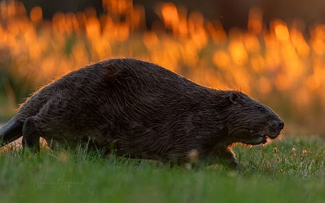 groundwater groundhogs