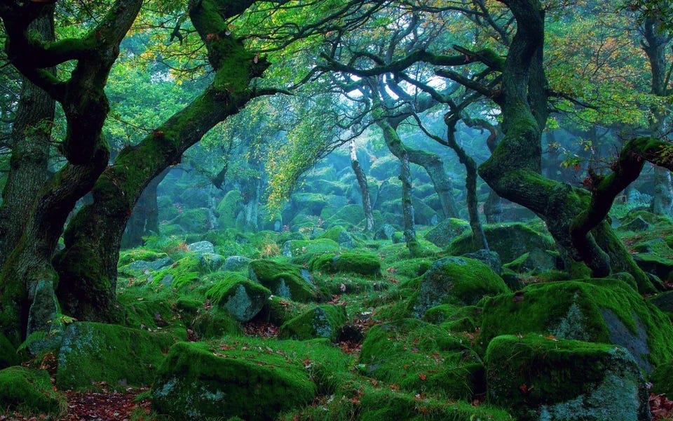 Forest law in Norman England - by Mark Watkins