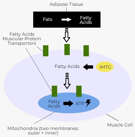 19. THE PHYSIOLOGICAL DETERMINANT OF HIGH FAT OXIDATION RATES DURING ...