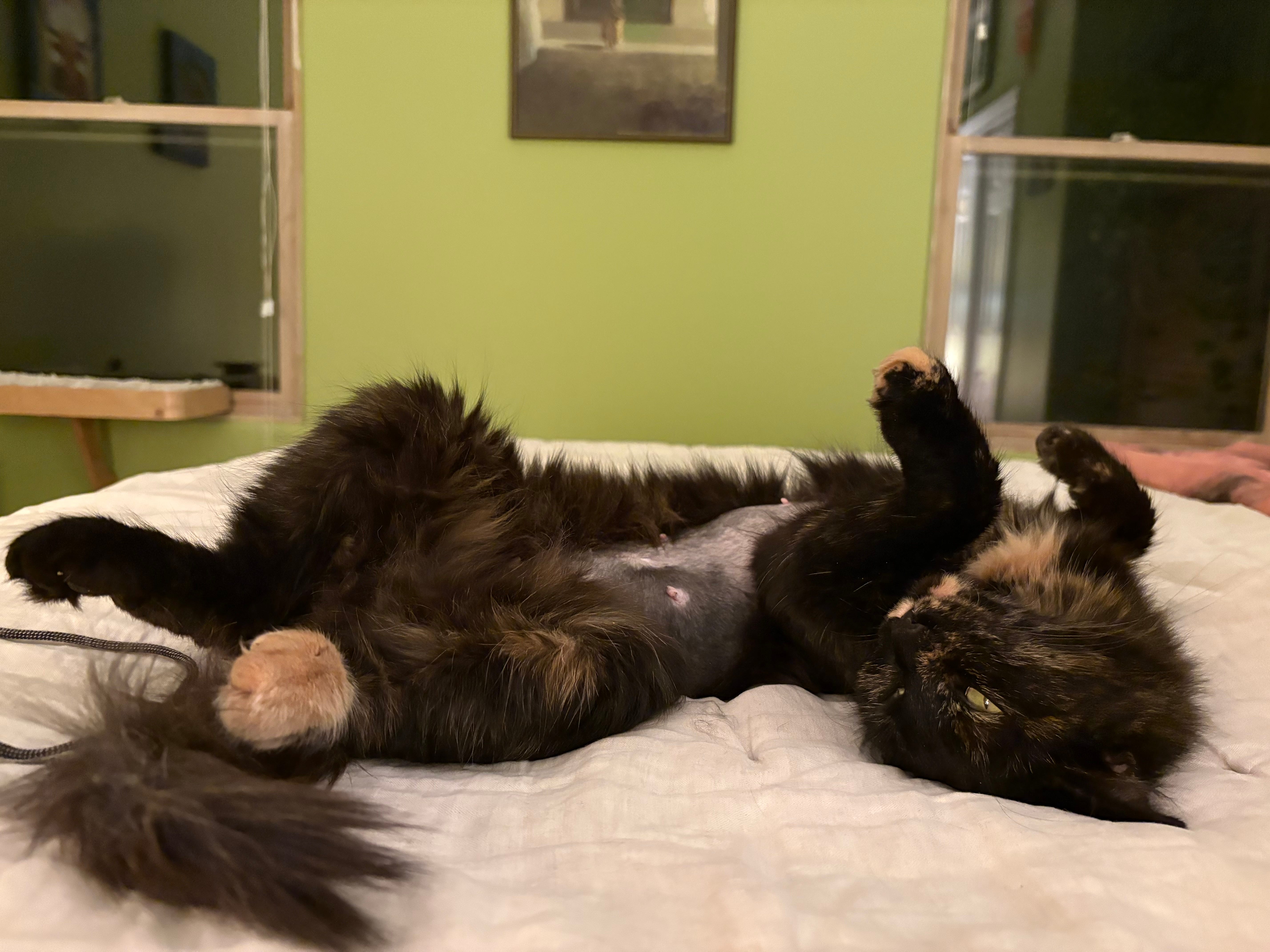 Kali the Fierce, and the Silly - Animal Michael Lane