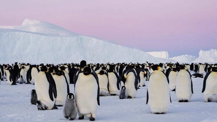 How Penguins' looks and Songs are Shaped by Their Homes