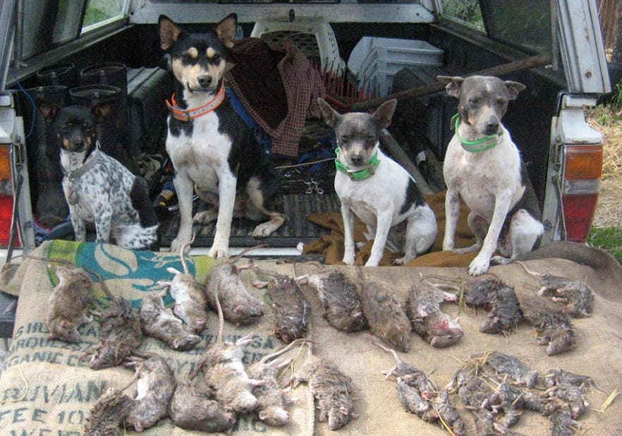 King Ratter and his Mongrol Hoard* - by Mark Fernquest