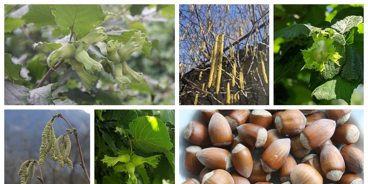 The Amazing Hazel - The Essential Guide to Probably Everything you Need ...