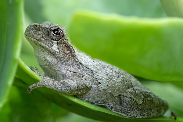 Toad and Sage | Amy Prentice | Substack