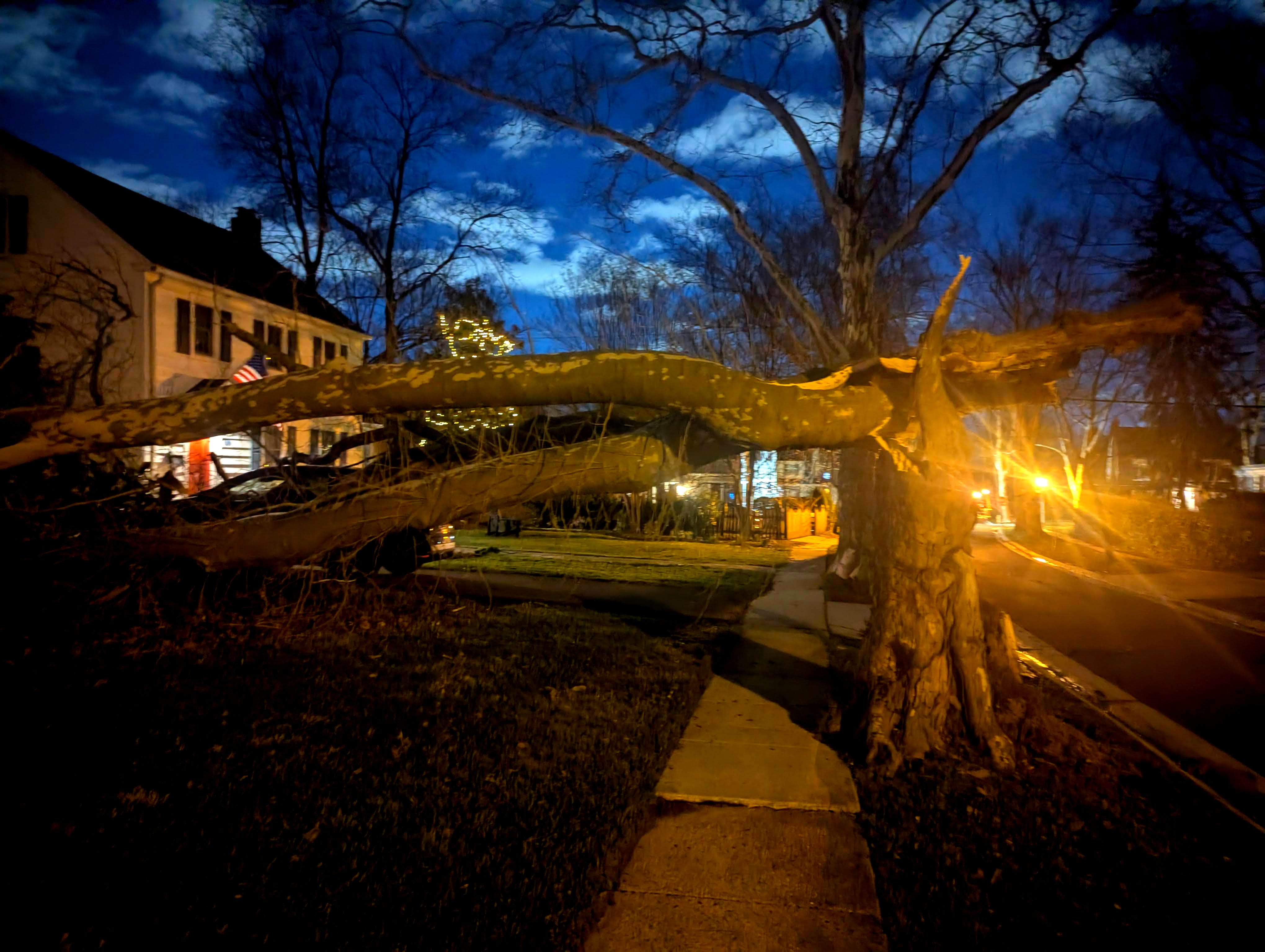 A tree falls in a storm, and immigrants are there to clear it