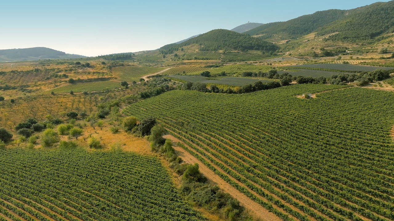 Güevo Wines: The Amphora Reimagined