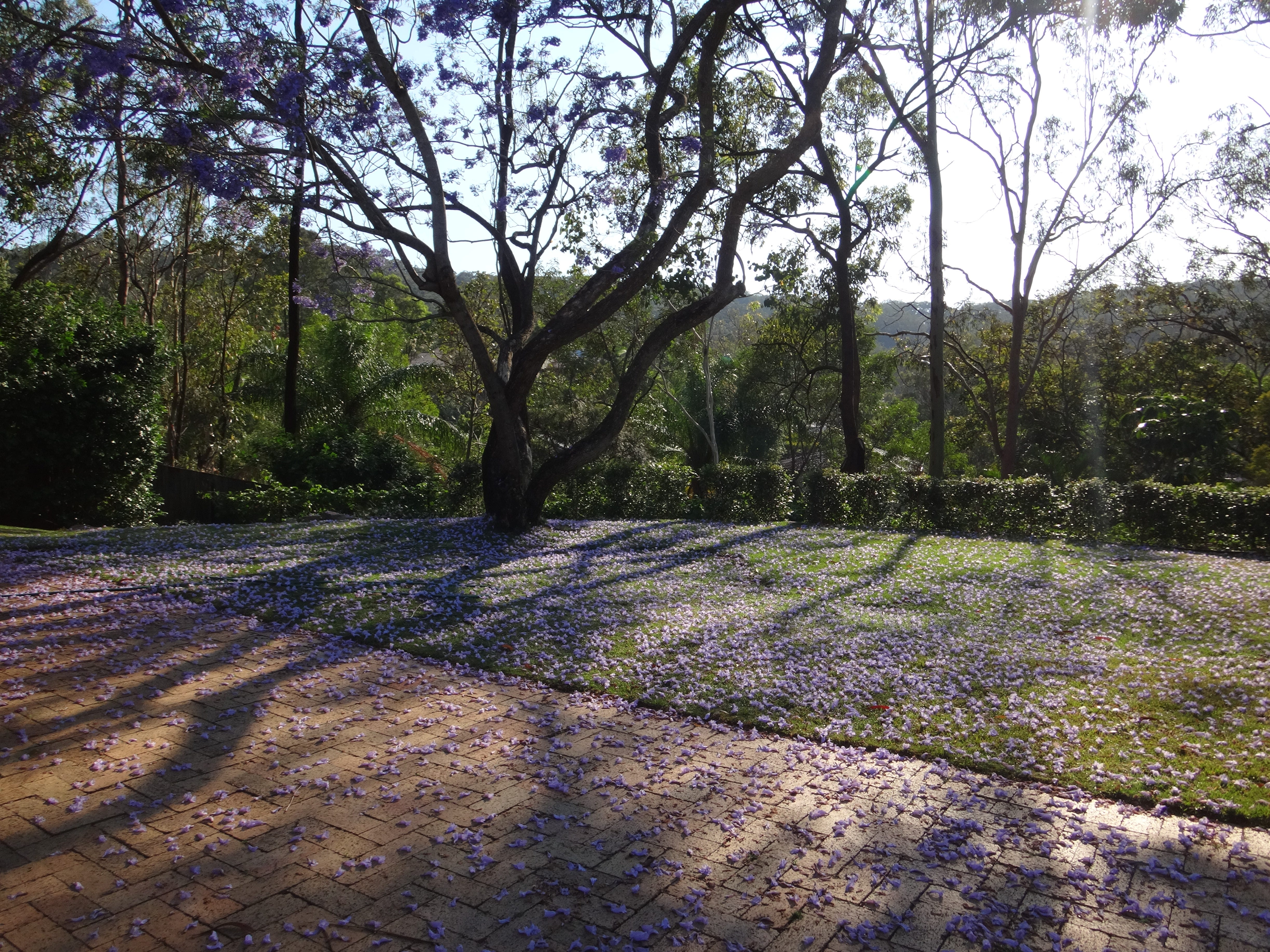 Sweet Jacaranda Mornings - by Your Fairy Goldmother