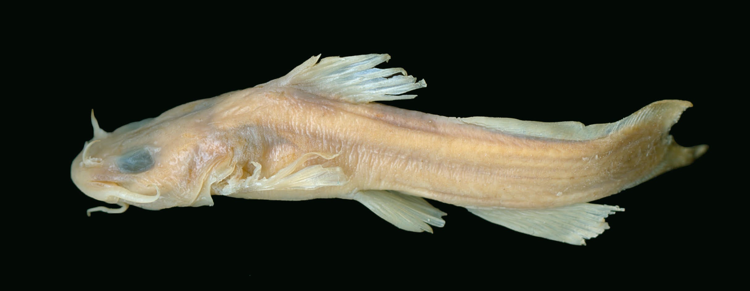 Five cool fishes that went extinct - by Andrew L. Rypel