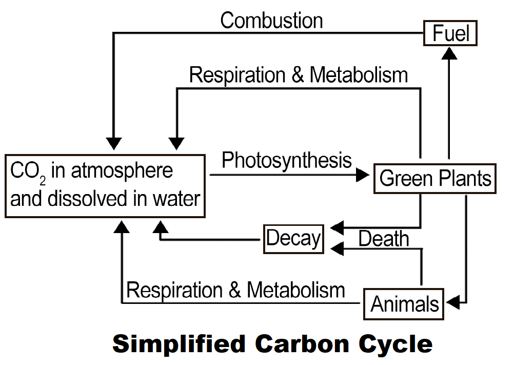 Negative Feedback in the Carbon Cycle
