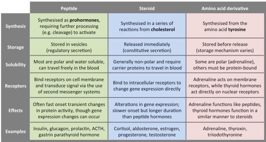 Hormones 101: How the Endocrine System Keeps Your Body in Balance