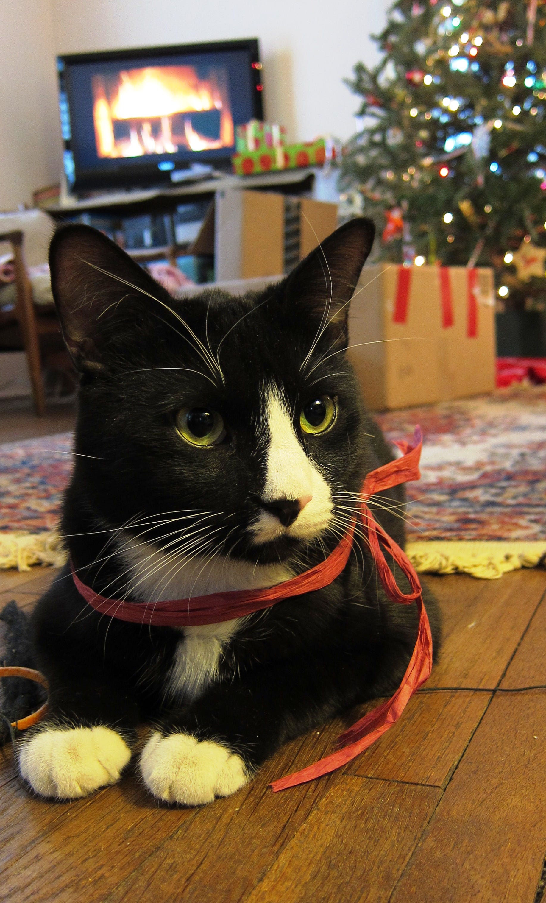 Contrarian Pets of the Week, Holiday Edition