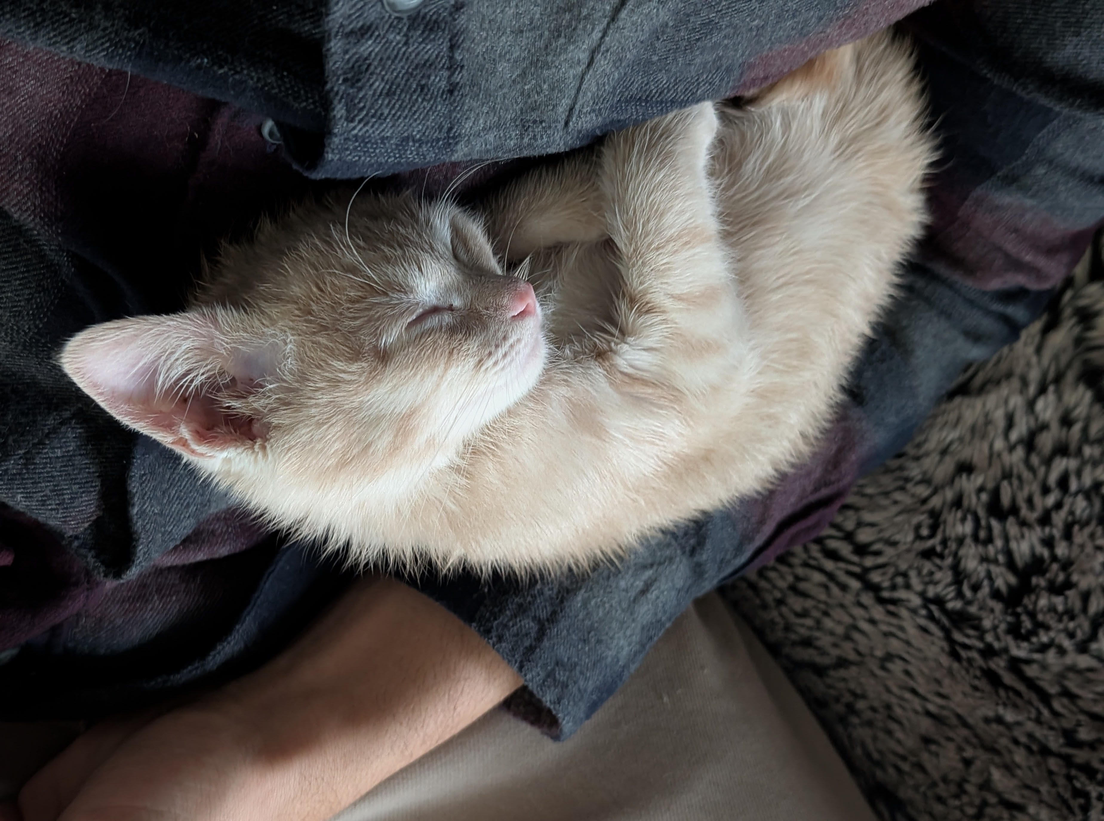 nala #poem - Daniel Kaschel