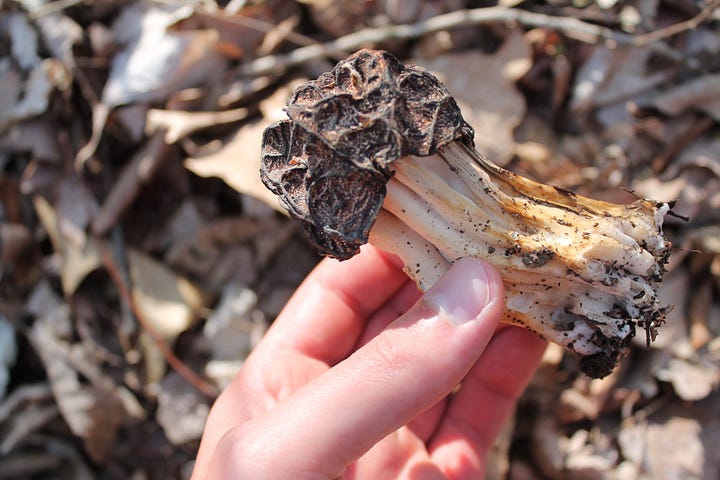 Morels in Kentucky - by George Barnett