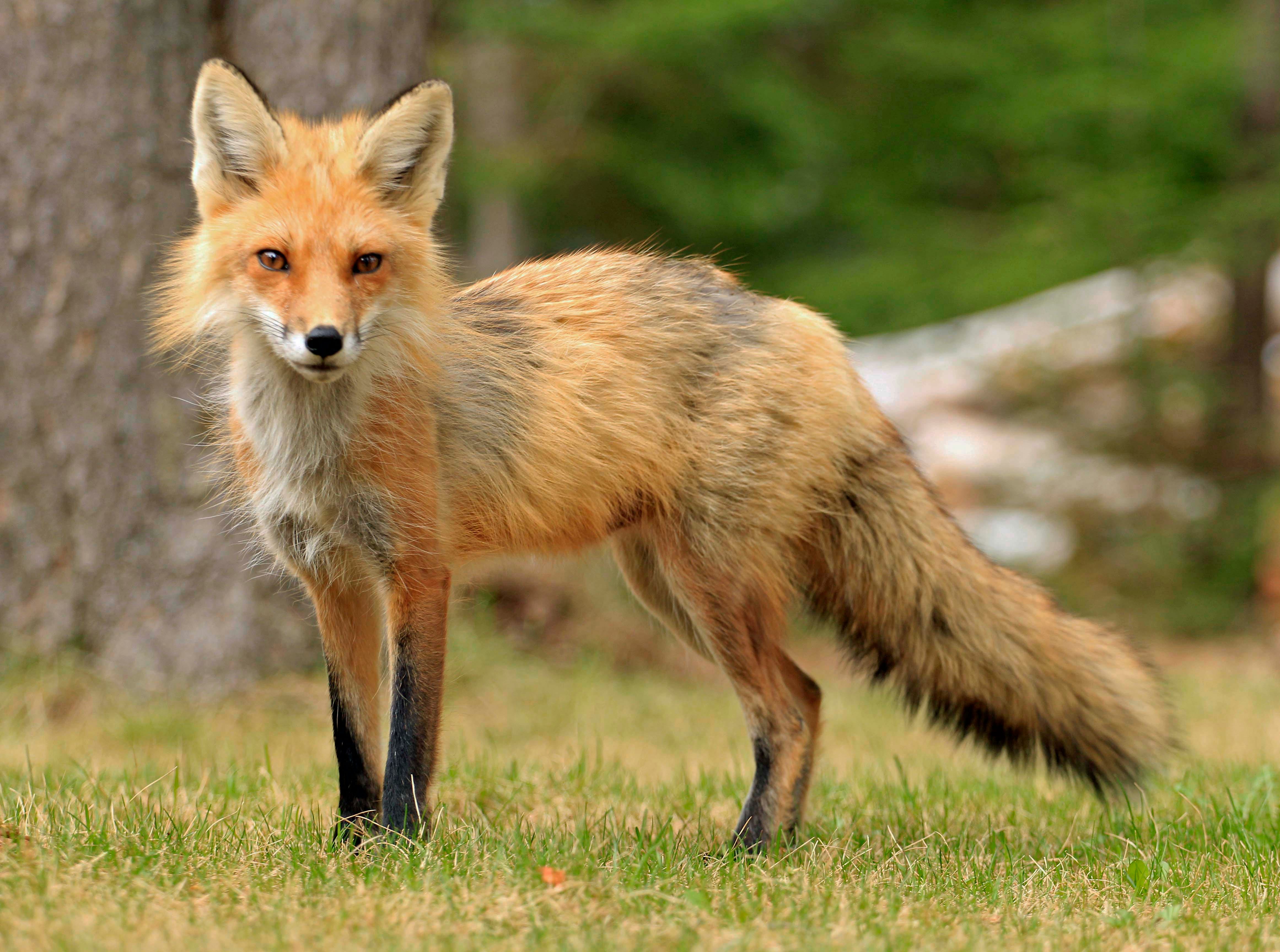 On Foxes, Hammers, Darwin & Evolution - Brit Griffin