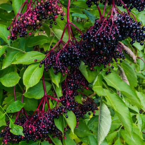25 Native Fruit of Virginia - Feeding Appalachia
