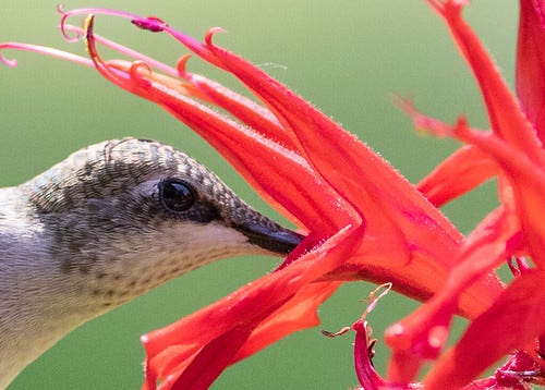 why do ruby throated hummingbirds migrate