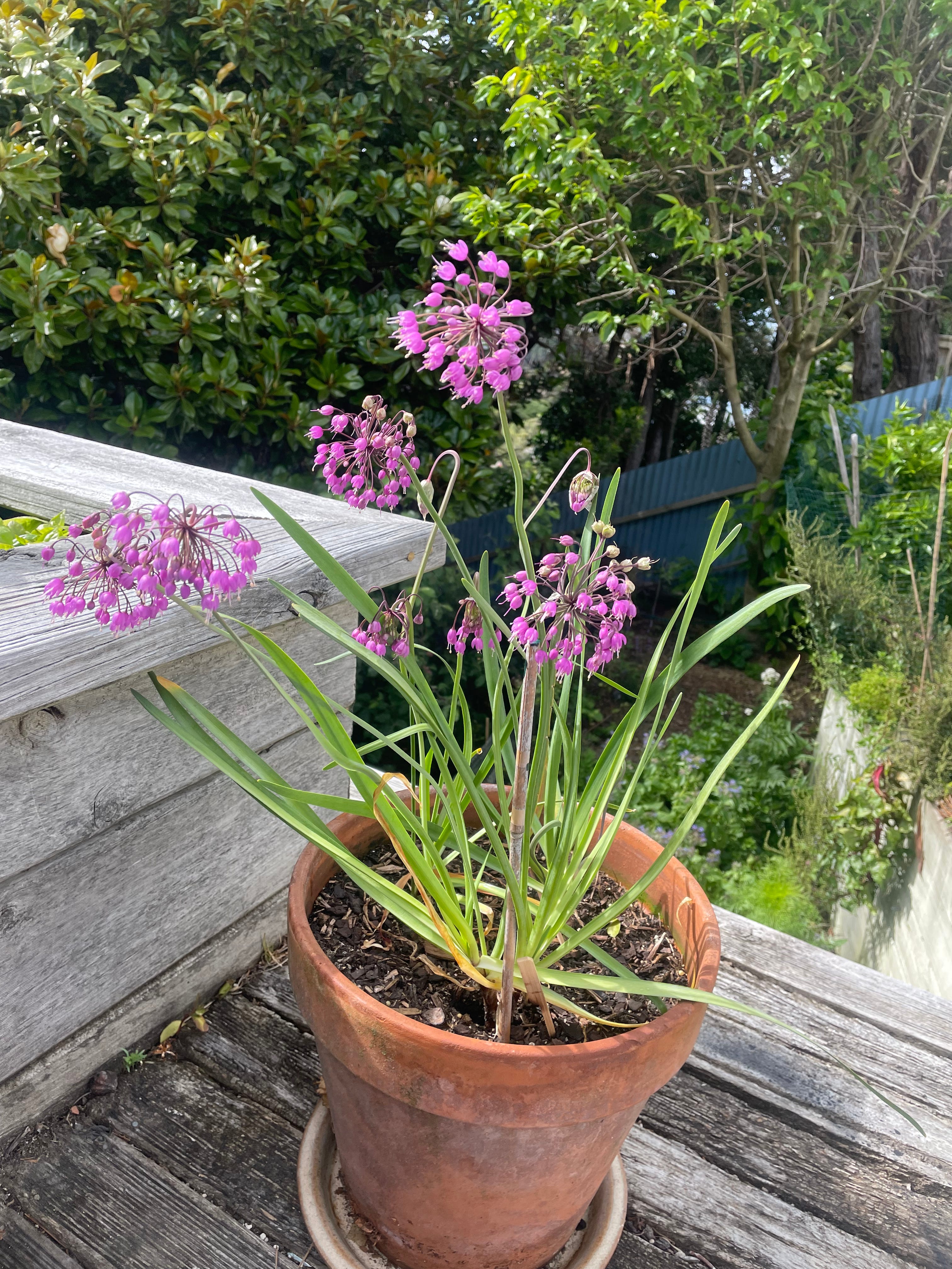 Growing onions - by Zoe Barry - Very Good Gardening