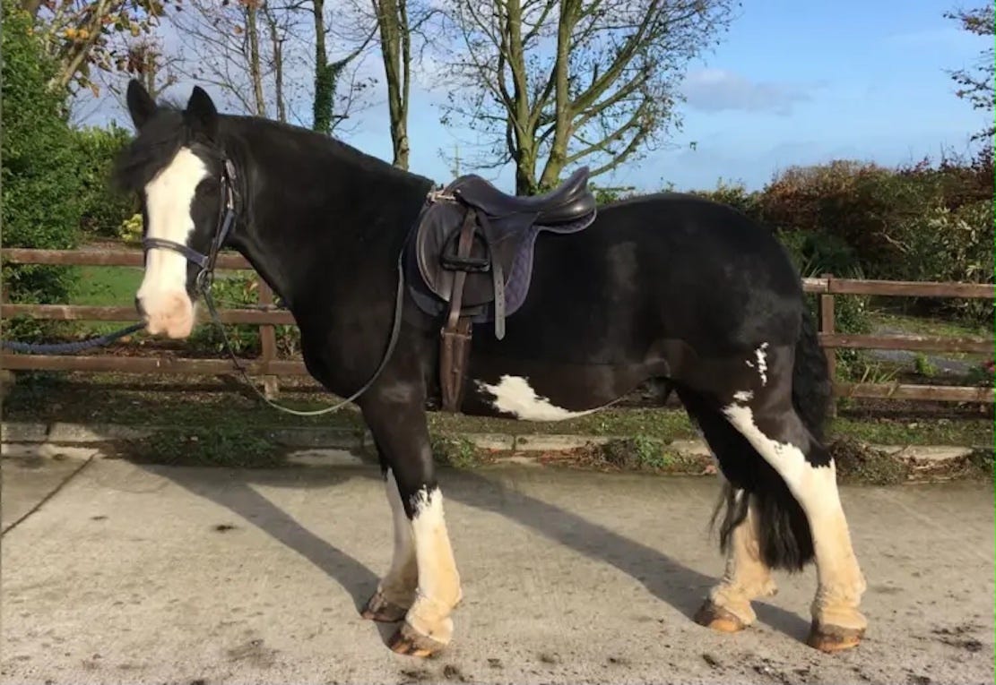Charlie the horse makes a difference to disabled riders