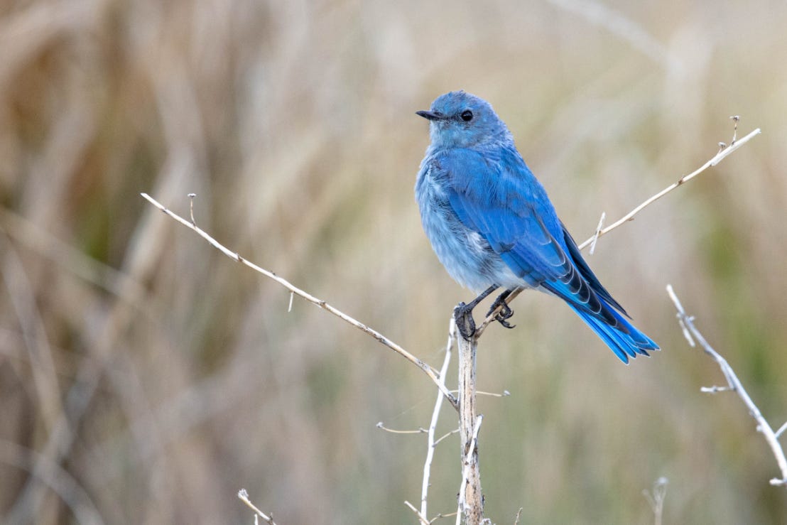 Birding Tip: Learn Your Local Birds - Birding University