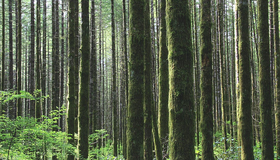 Creating a "Story" Forest. - by Kyle Worley - Sacred Slang