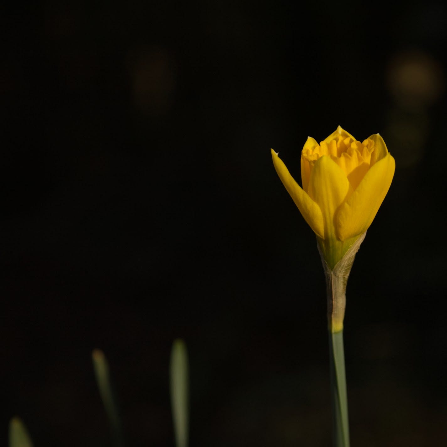 Cennin Pedr: the roots and reach of the wild daffodil