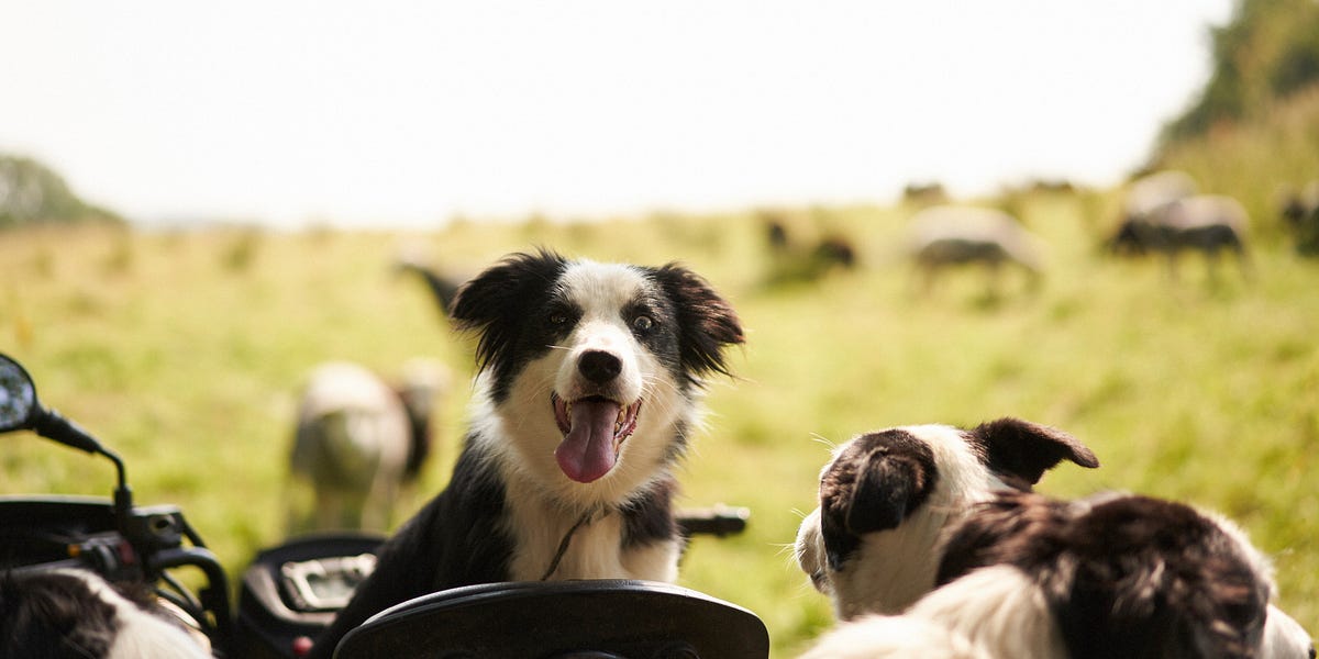 james rebanks interview