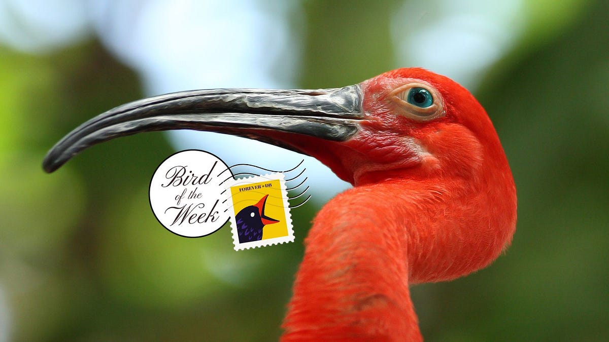 Bird of the Week: Scarlet Ibis - by Jack Mirkinson