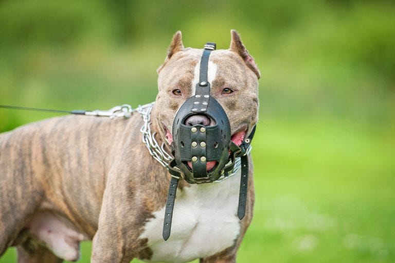 Are Pit Bulls Dangerous? - by Wayne Hsiung
